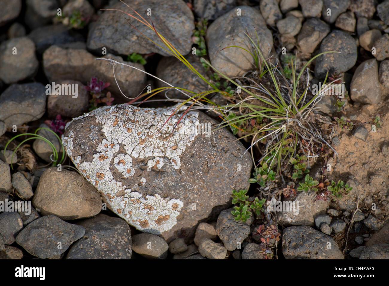 Colorful lichen growing on a rock in Iceland Stock Photo - Alamy