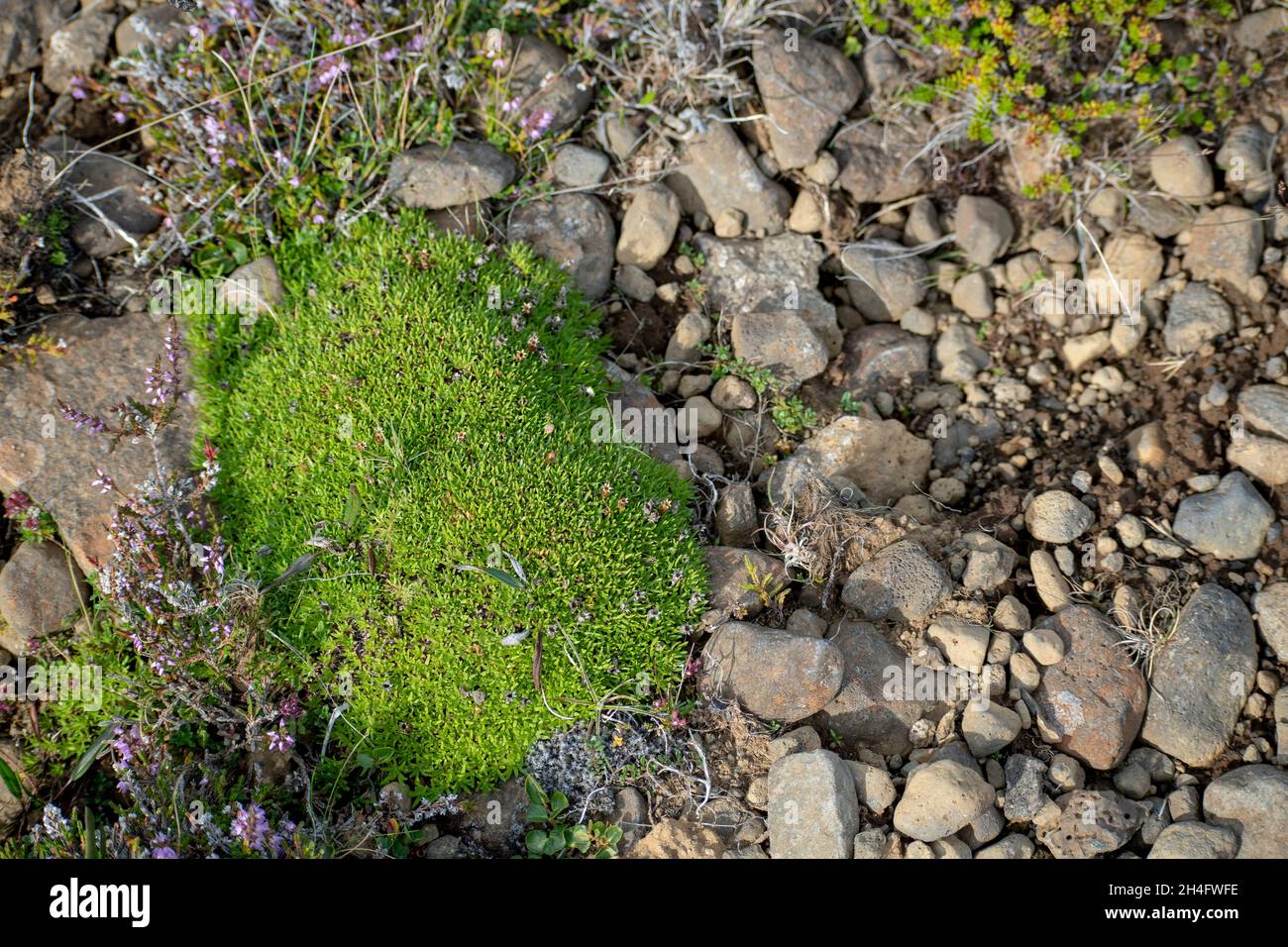 Lichen growing on volcanic rock hi-res stock photography and images - Alamy