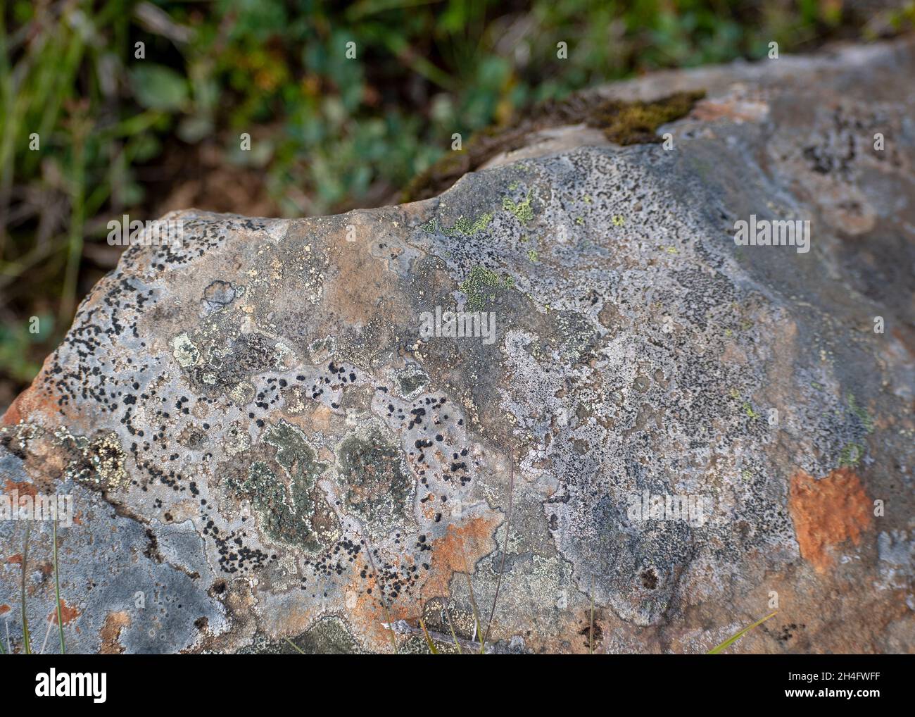 Colorful lichen growing on a rock north Iceland Stock Photo - Alamy