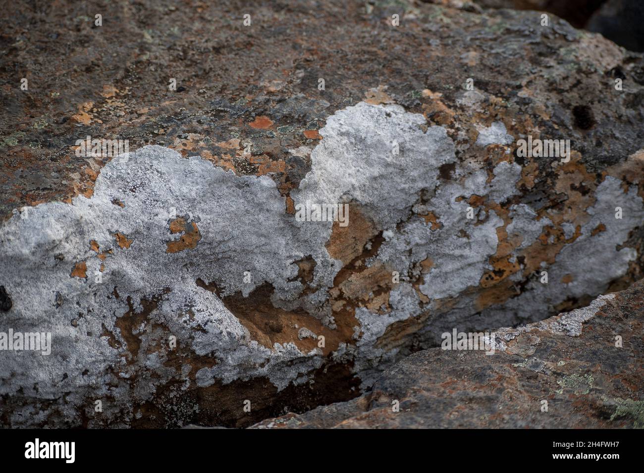 Lichen growing on volcanic rock hi-res stock photography and images - Alamy