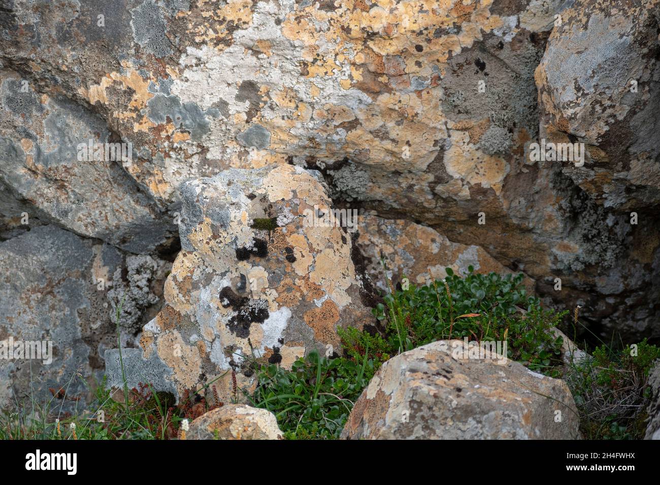Colorful lichen growing on a rock north Iceland Stock Photo - Alamy