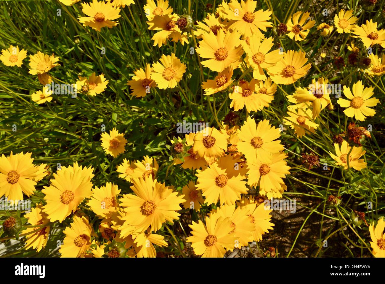 Tickseed coreopsis lanceolata hi-res stock photography and images - Alamy