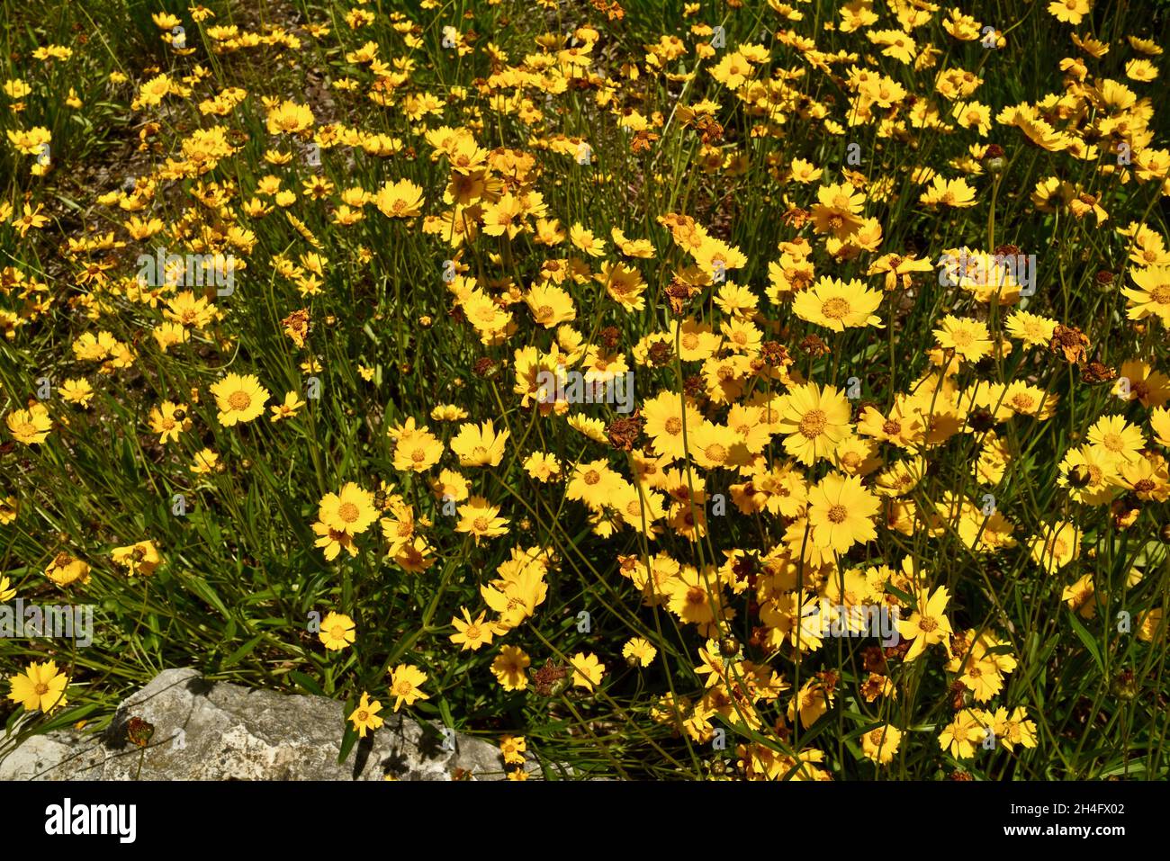 Yellow wildflower lanceleaf tickseed in the classification Coreopsis ...