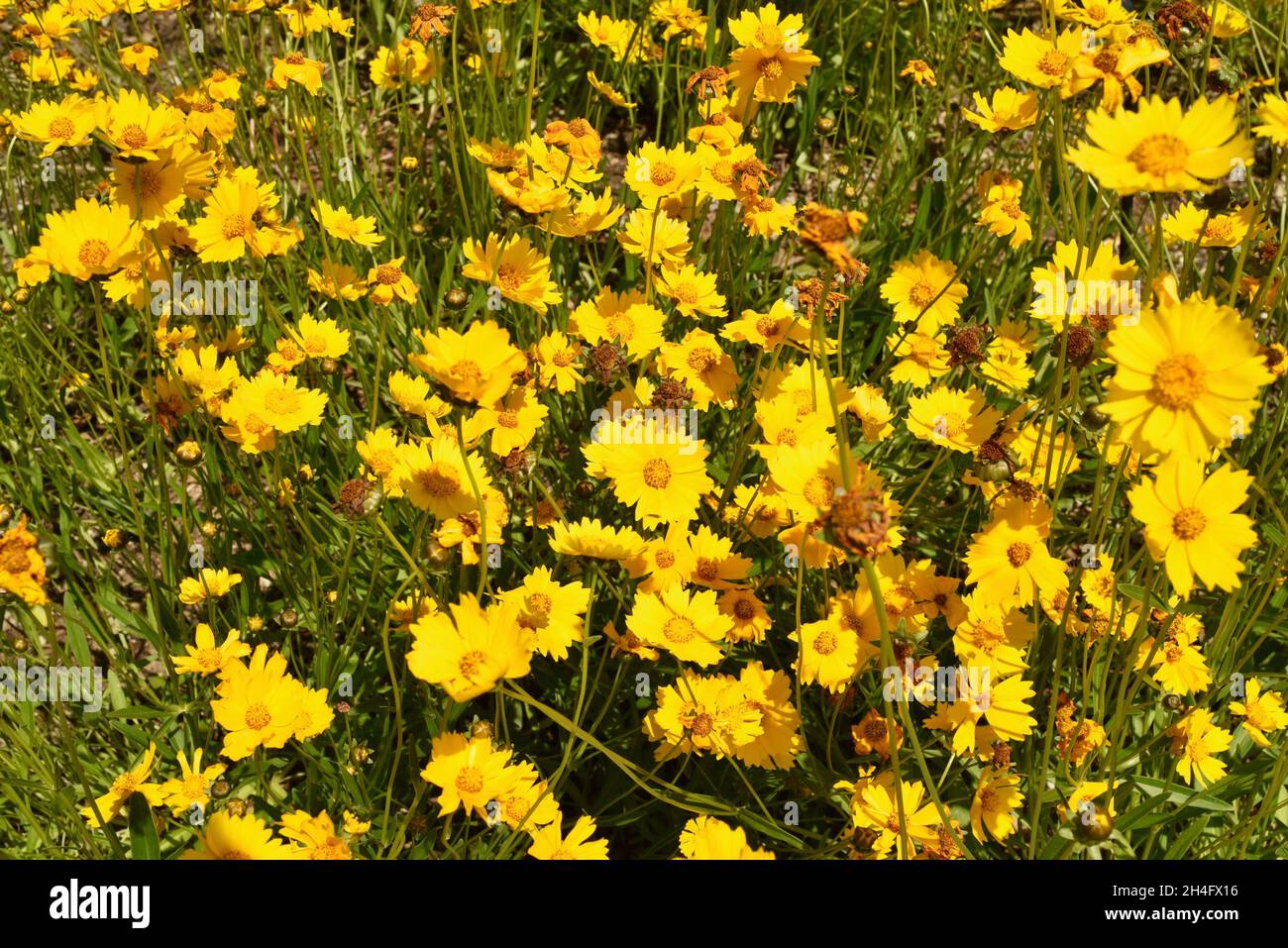 Yellow wildflower lanceleaf tickseed in the classification Coreopsis ...