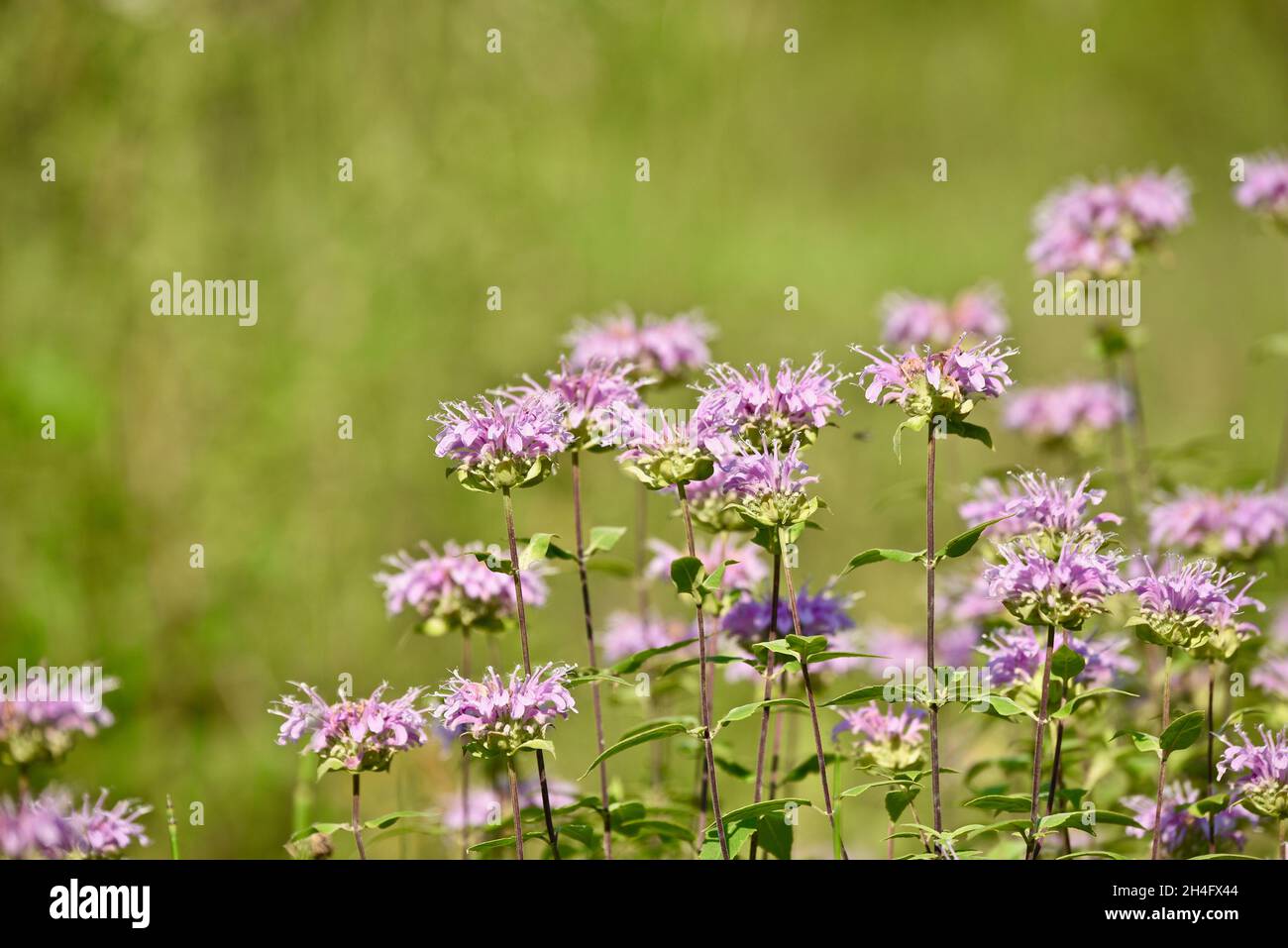 Flowering purple Monarda or bee balm outside in a wild, natural setting ...