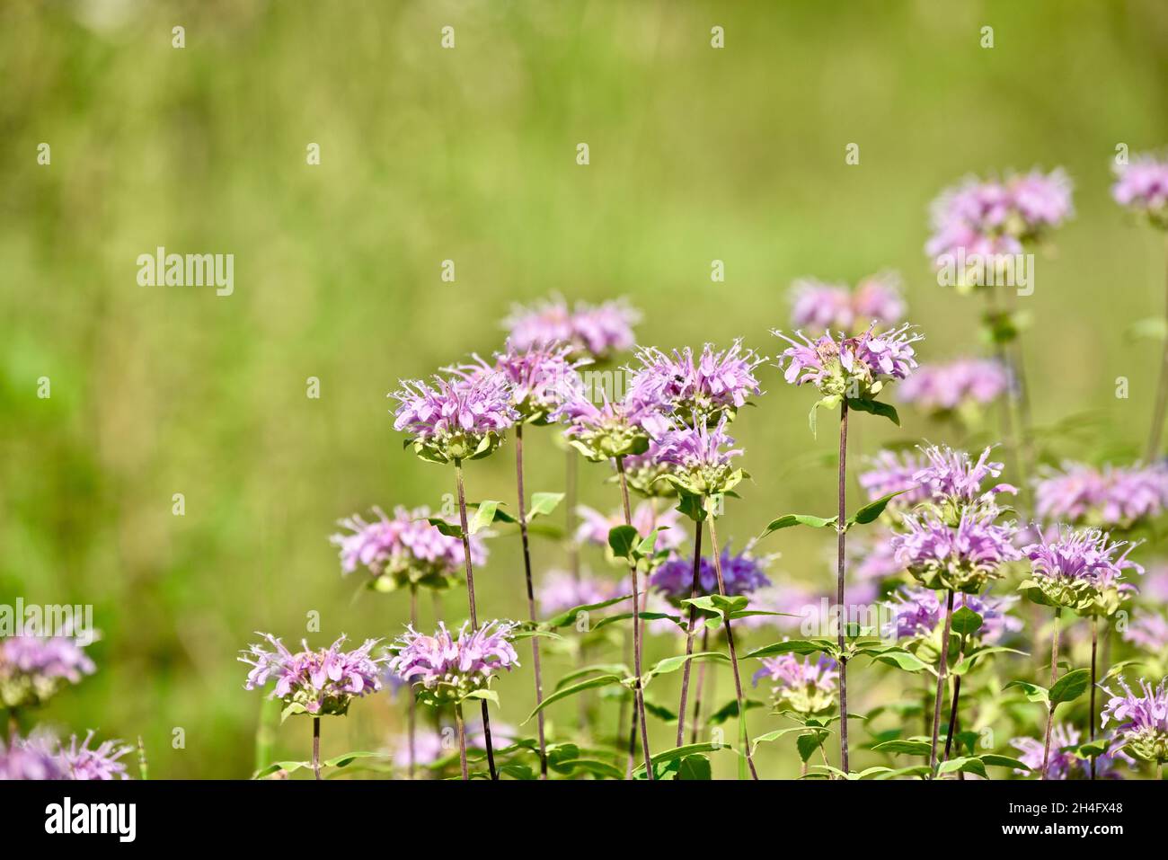 Flowering purple Monarda or bee balm outside in a wild, natural setting ...