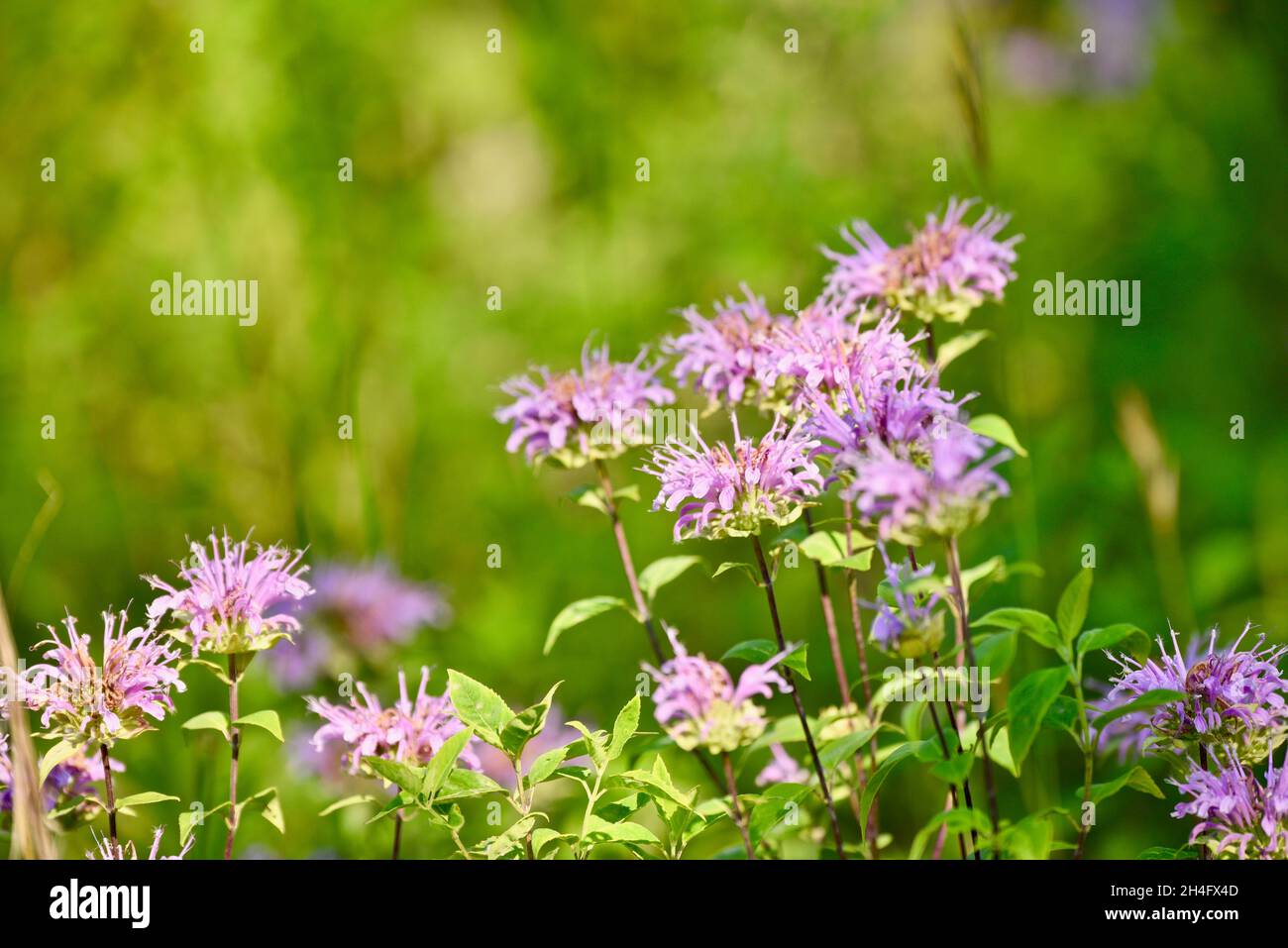 Flowering purple Monarda or bee balm outside in a wild, natural setting ...