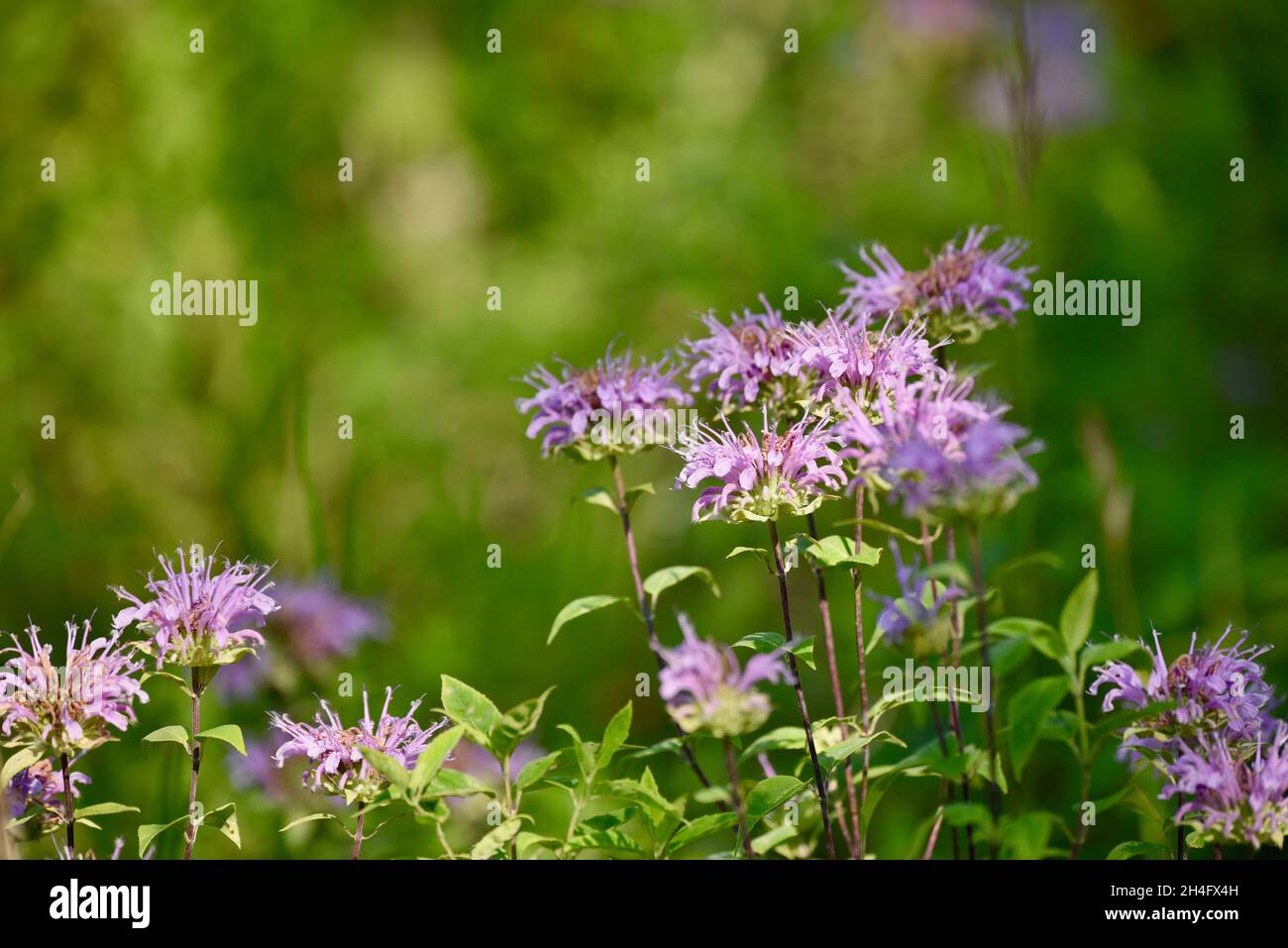 Flowering purple Monarda or bee balm outside in a wild, natural setting ...