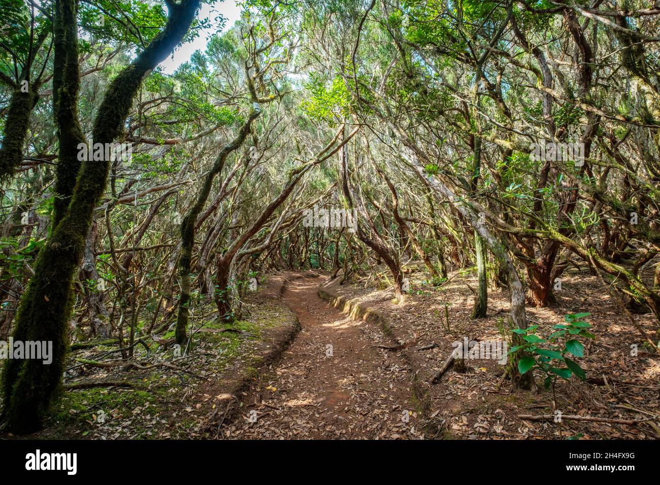 Forest walk path in hi-res stock photography and images - Alamy