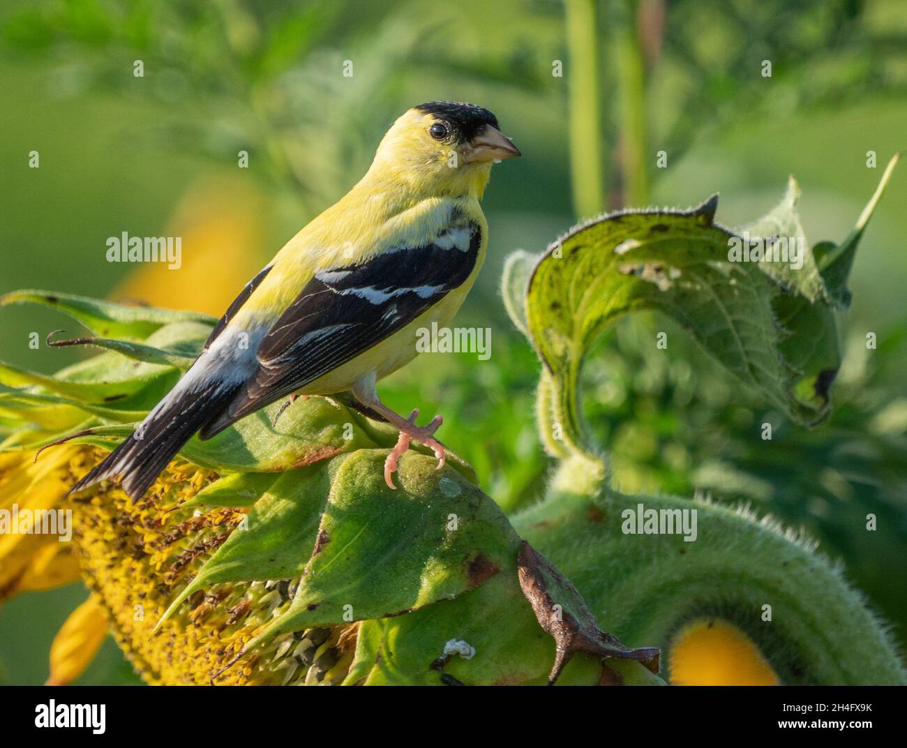 Bright yellow American Goldfinch Perched on Sunflower Stock Photo - Alamy