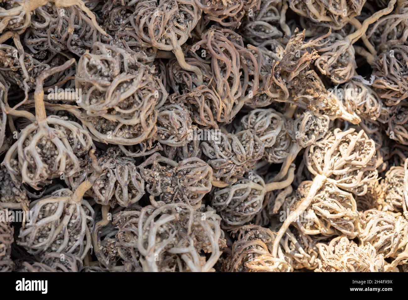 Pile of dried flower of maryam, also called the hand of Fatima. Herbal ...