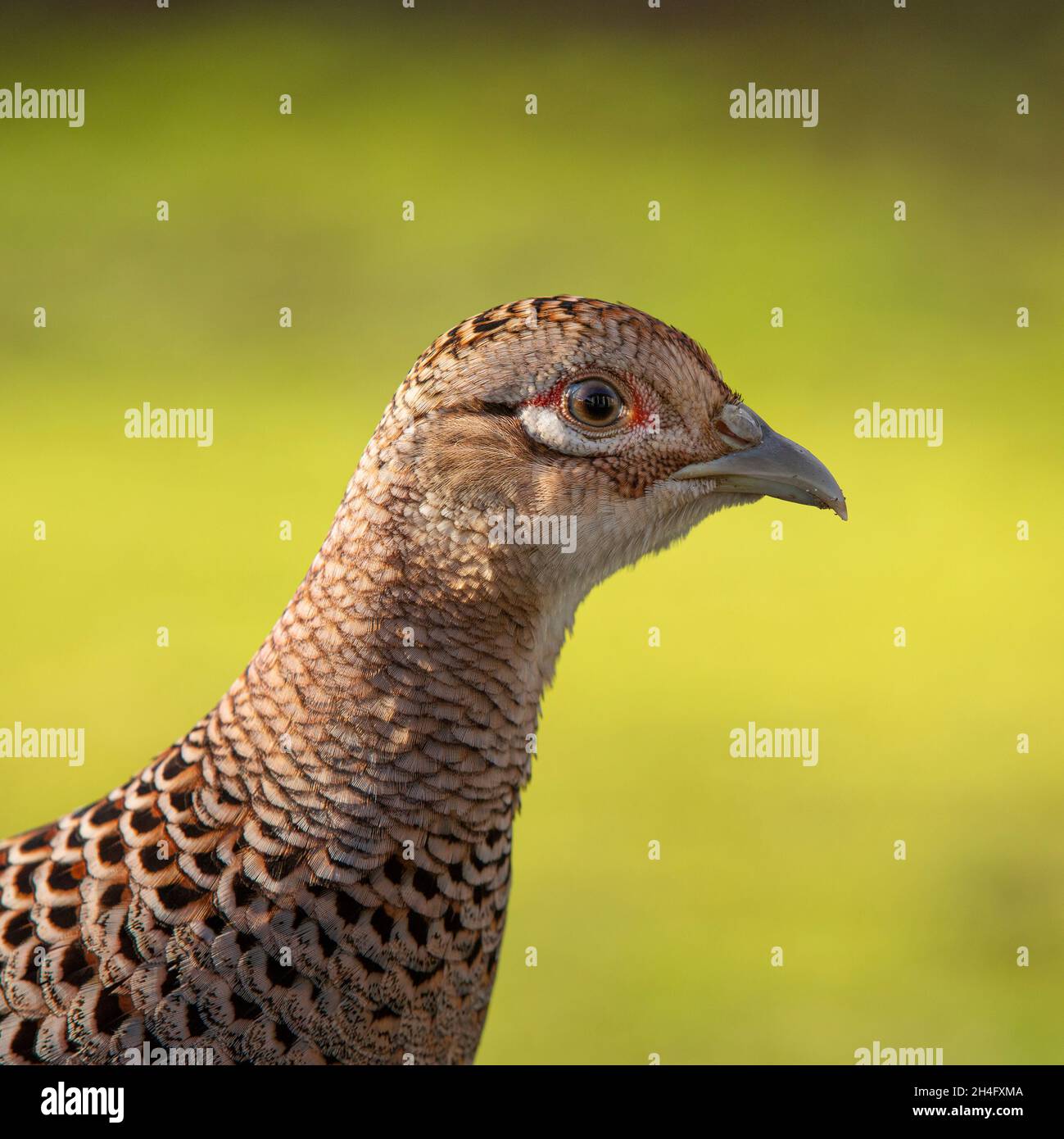 Adult female pheasant hi-res stock photography and images - Alamy