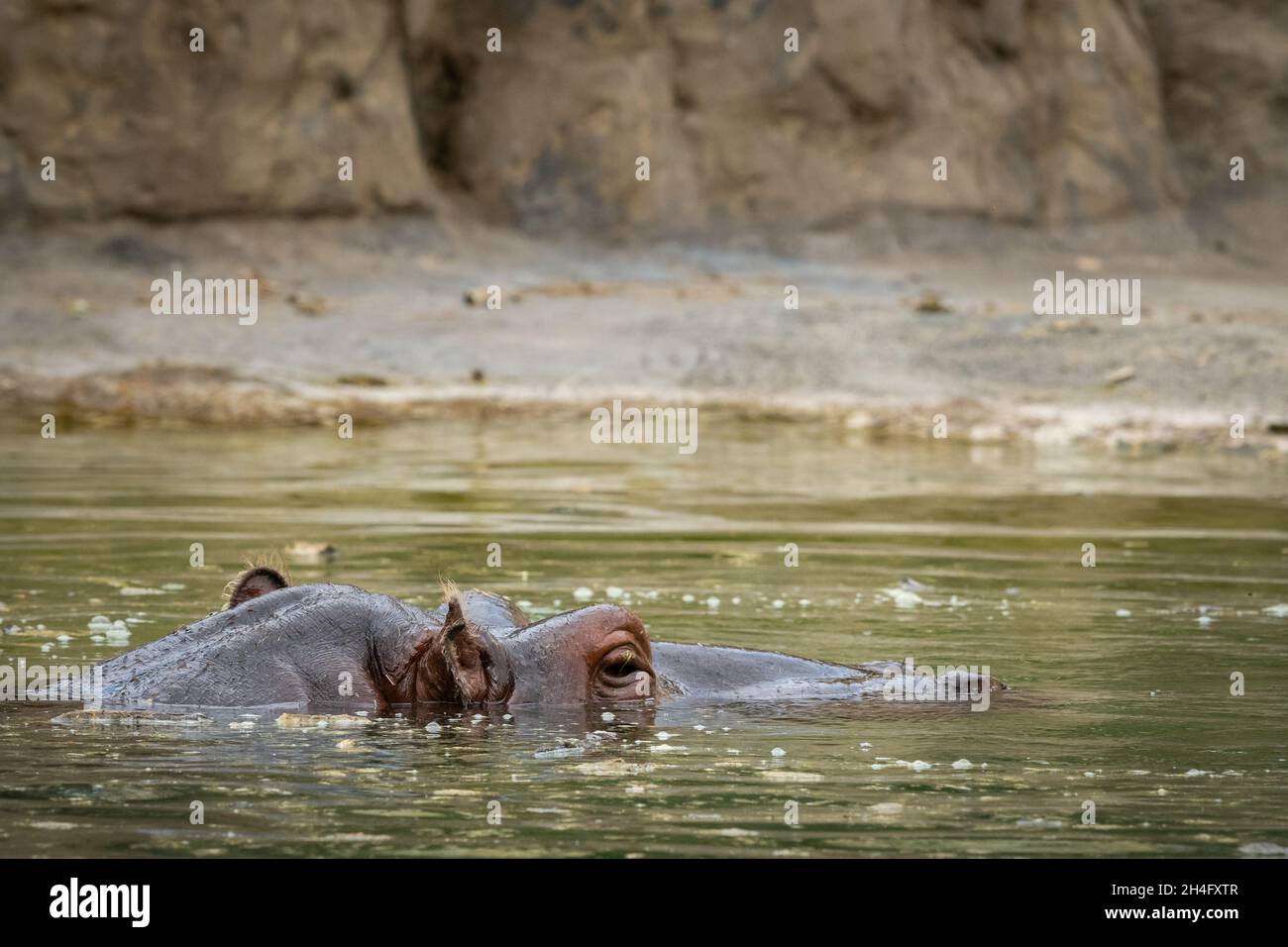 Hippo underwater zoo hi-res stock photography and images - Alamy