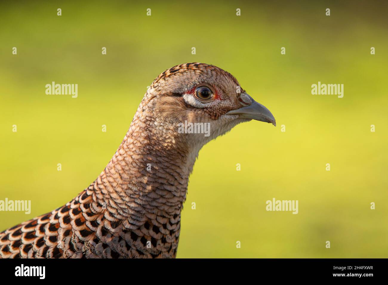 Side view portrait of an adult female Common pheasant - Phasianus ...