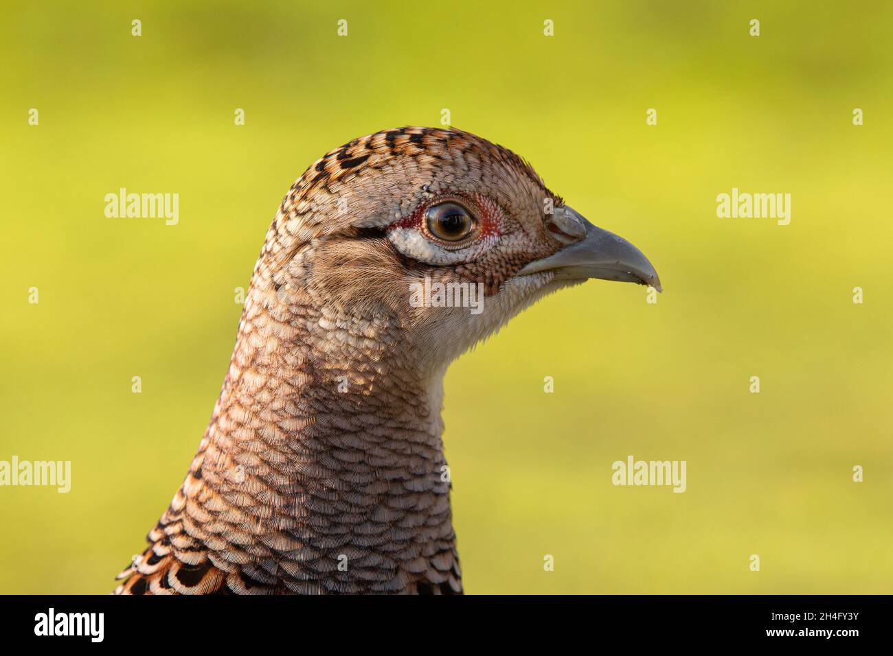 Side view portrait of an adult female Common pheasant - Phasianus ...