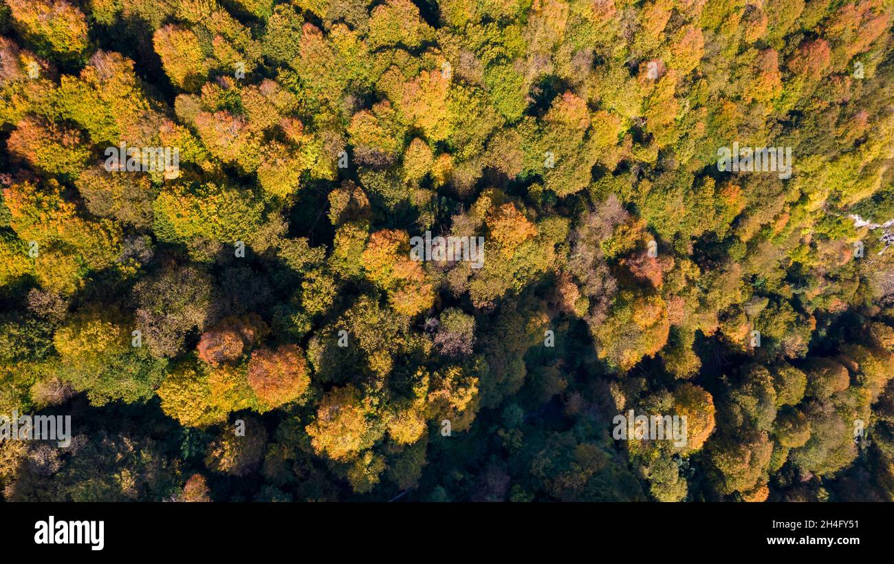 Autumn view. Forest and tree landscape texture background. Aerial top ...