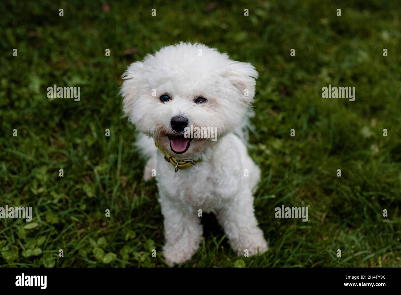 Portrait of a cute white fluffy bichon frize sitting on green grass ...