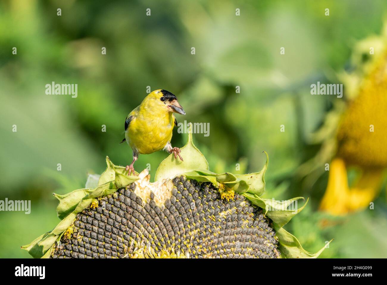 Bird eating sunflower seeds hi-res stock photography and images - Alamy