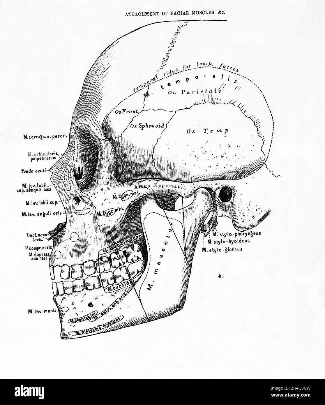 A vintage anatomical drawing of muscle attachments on a human skull ...
