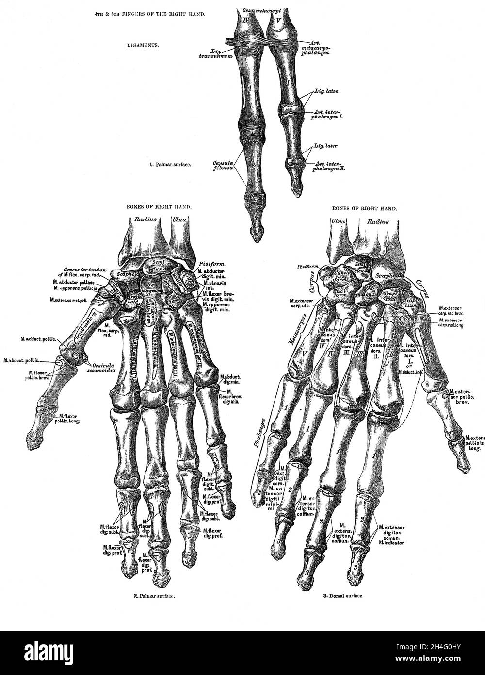 Anatomical drawing hi-res stock photography and images - Alamy