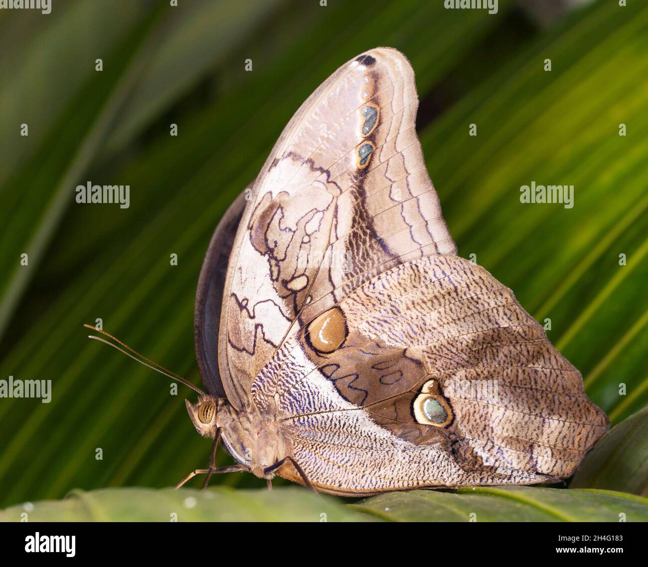 Tropical Owl butterfly - Caligo Memnon Stock Photo - Alamy