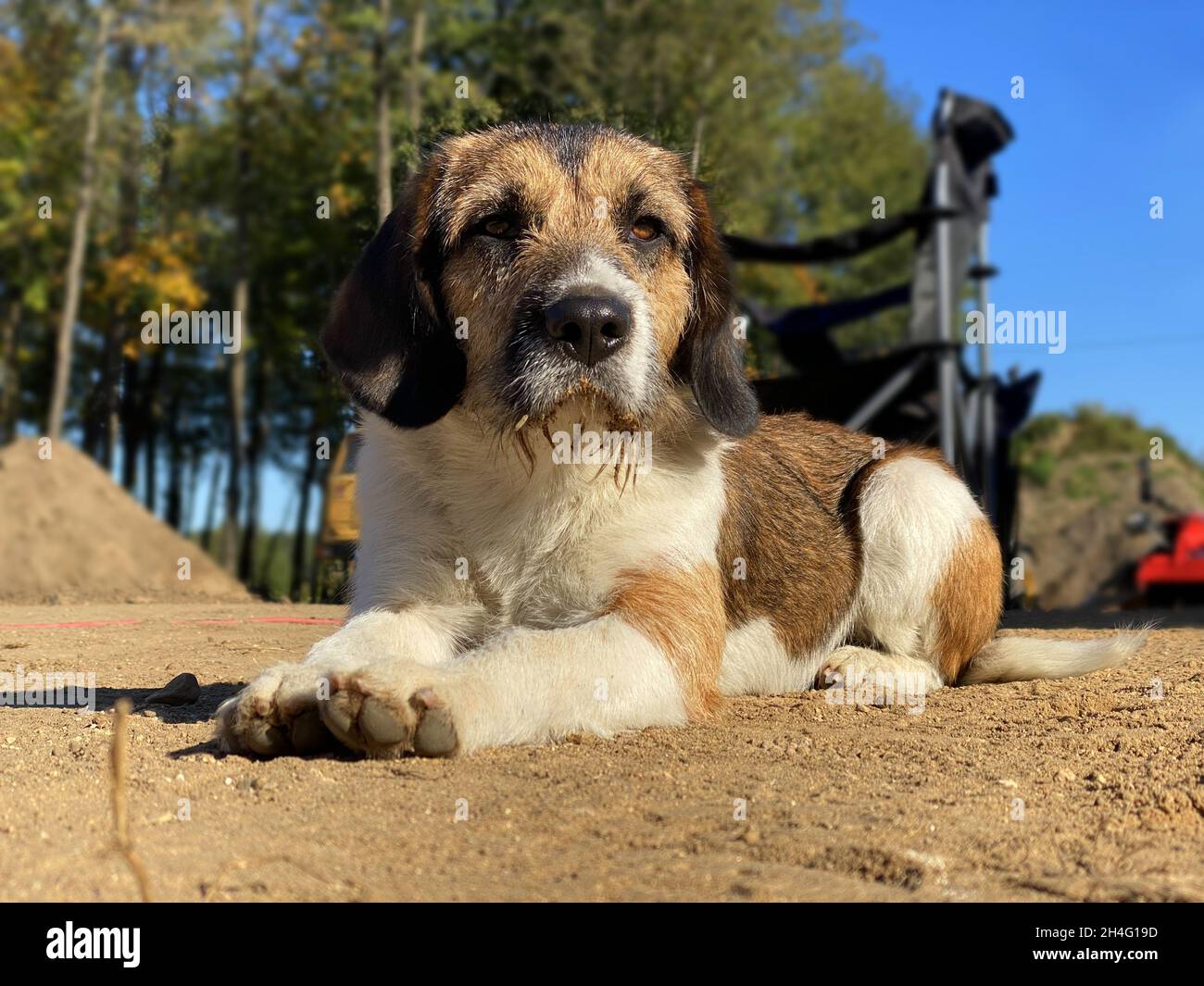 Beadle hi-res stock photography and images - Alamy