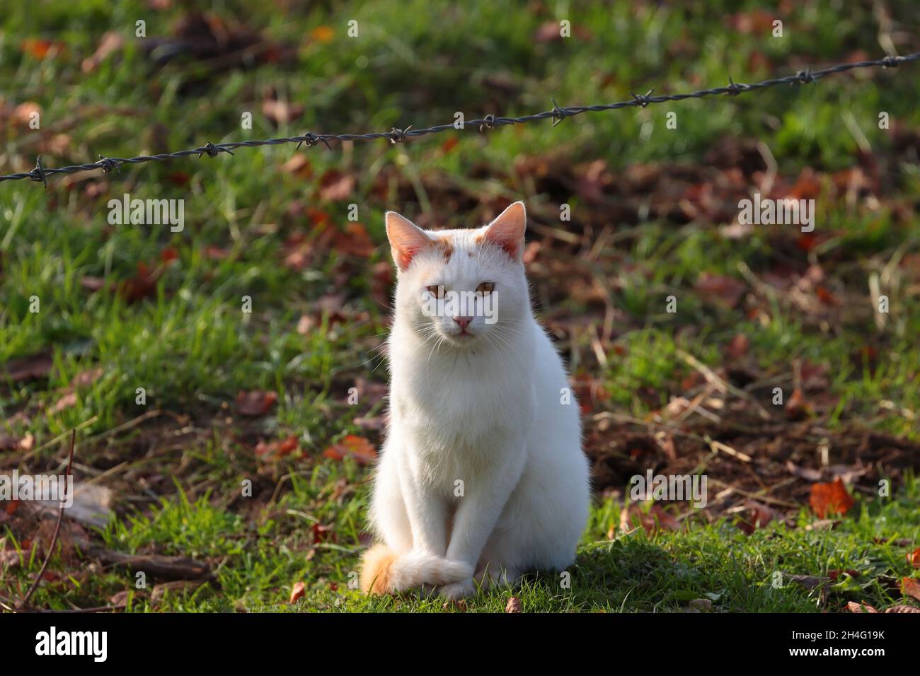 Beautiful white cat outdoors in the park sitting on the ground with ...