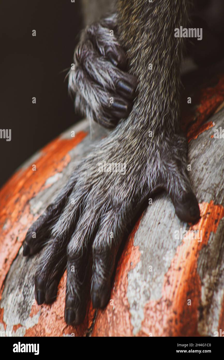 Vertical shot of furry hands on a rusty surface Stock Photo - Alamy