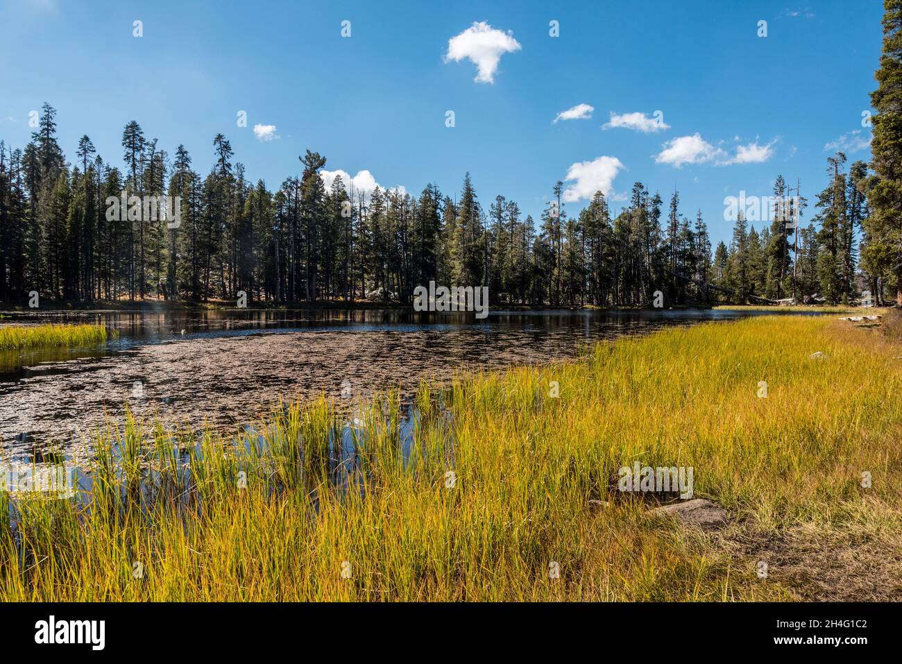 Beautiful seagrass in a small lake in the Yosemite National Park, USA ...