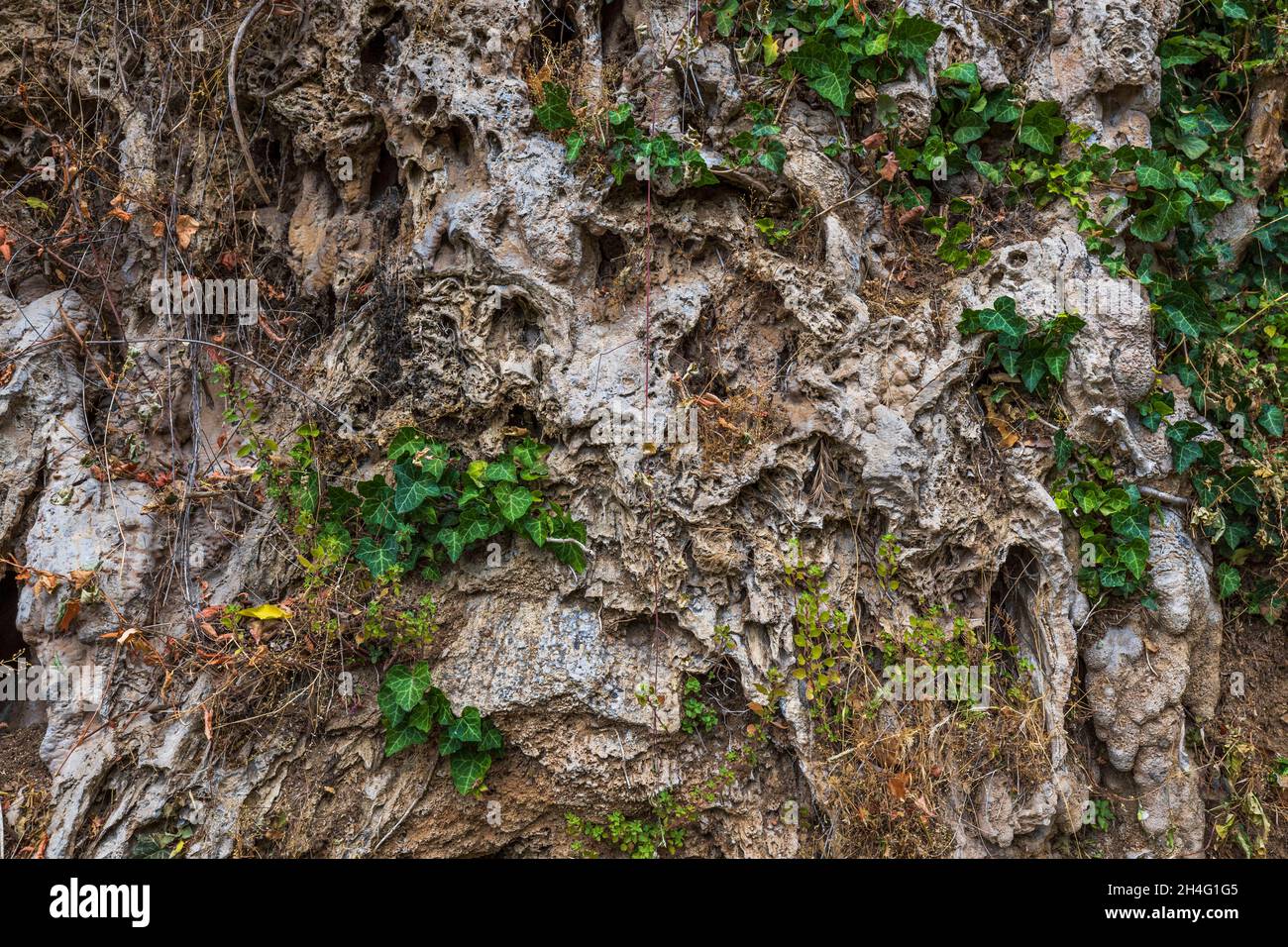 Beautiful view of green plants on rocky cliff. Natural beauty ...