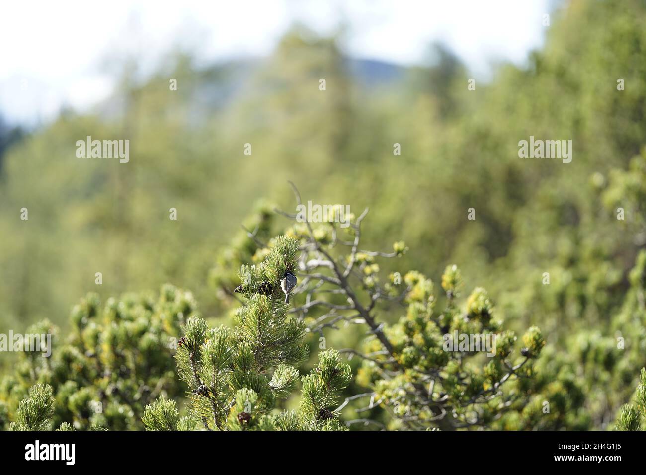 Pinewood tree hi-res stock photography and images - Alamy