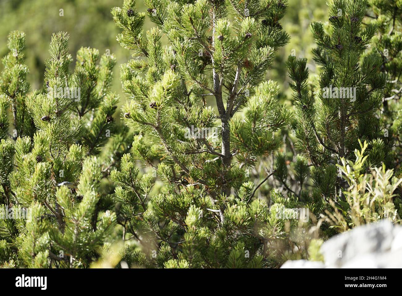 Alpine tree hi-res stock photography and images - Alamy