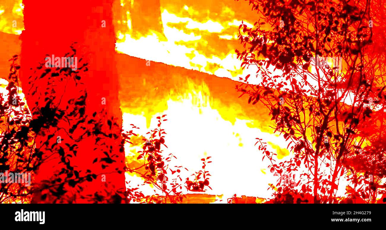close-up of a burning forest with many trees, several on the ground ...