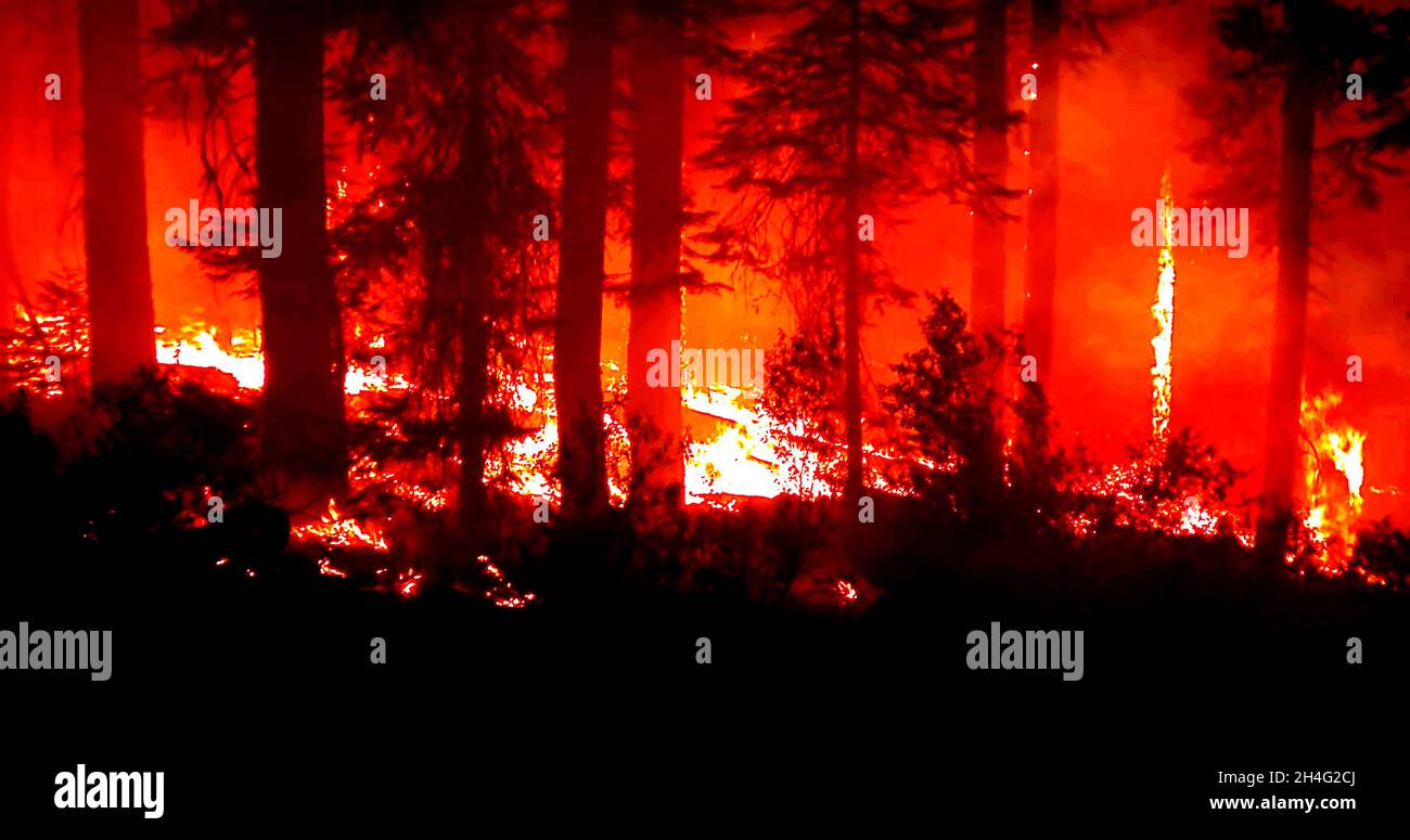 close-up of a burning forest with trees and grasses burning in a fire ...