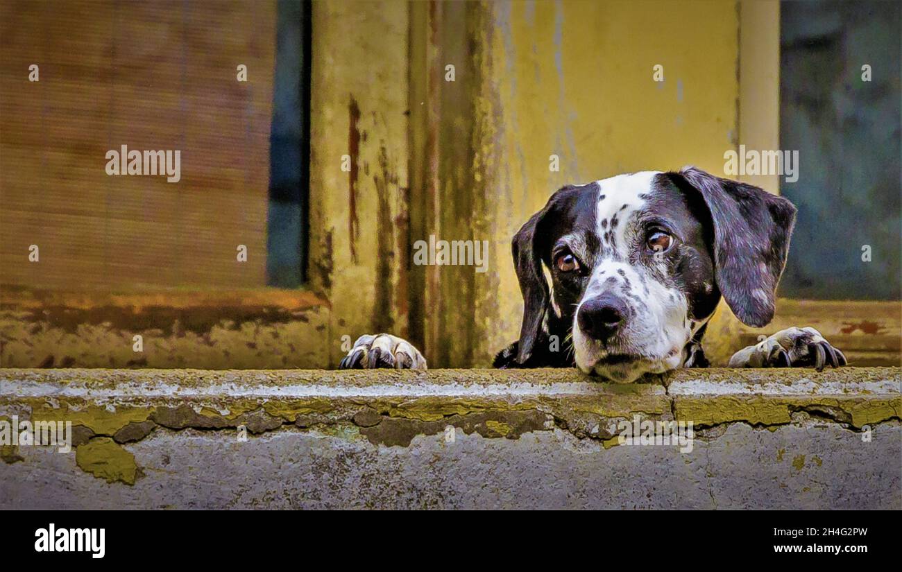 Wait for master hi-res stock photography and images - Alamy