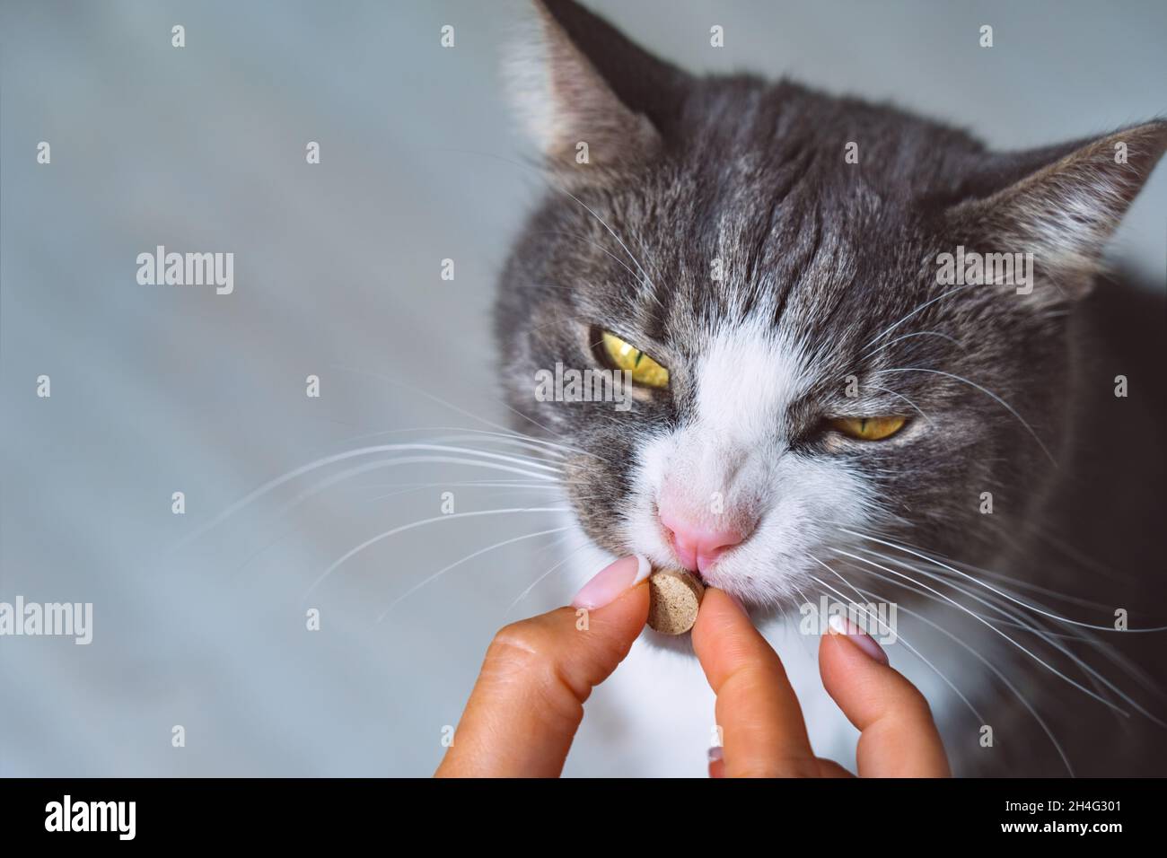Owner giving medicine in a pill to sick cat. Medicine and vitamins for ...