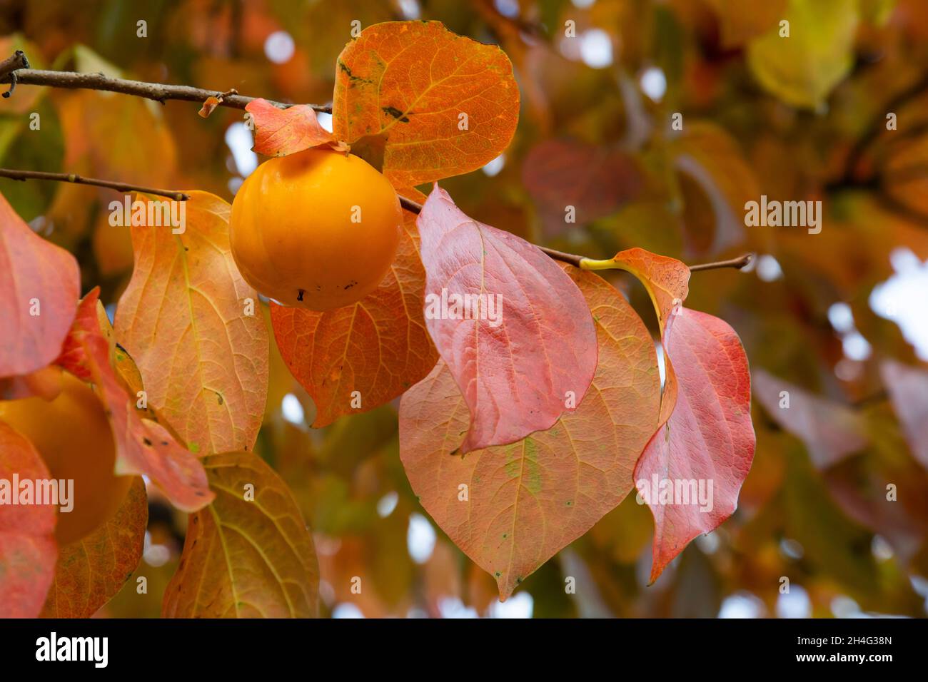 Persimmon leaves hi-res stock photography and images - Alamy