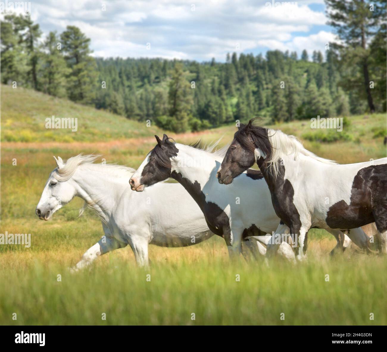 Herd of three Gypsy Vanner horses gallop Stock Photo - Alamy