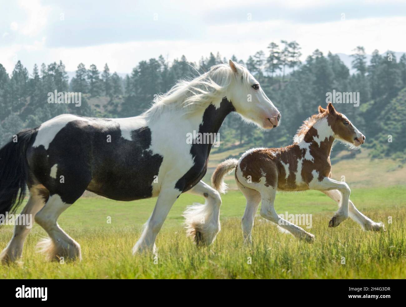 Gypsy Vanner Horse mare and foal run in profile Stock Photo - Alamy