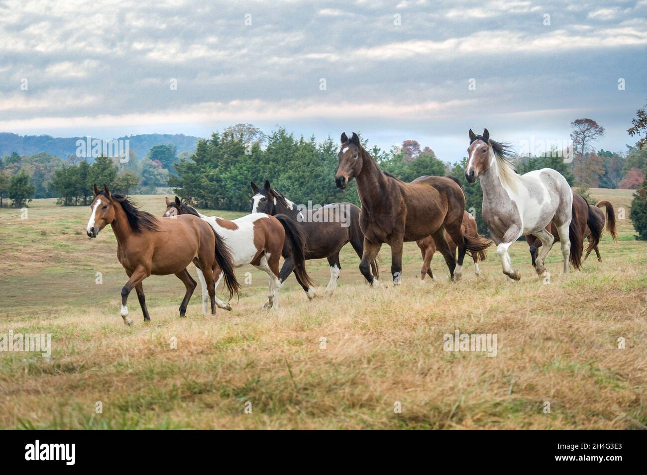 Herd of horses race across open pasture at Proud Spirit Horse Rescue ...
