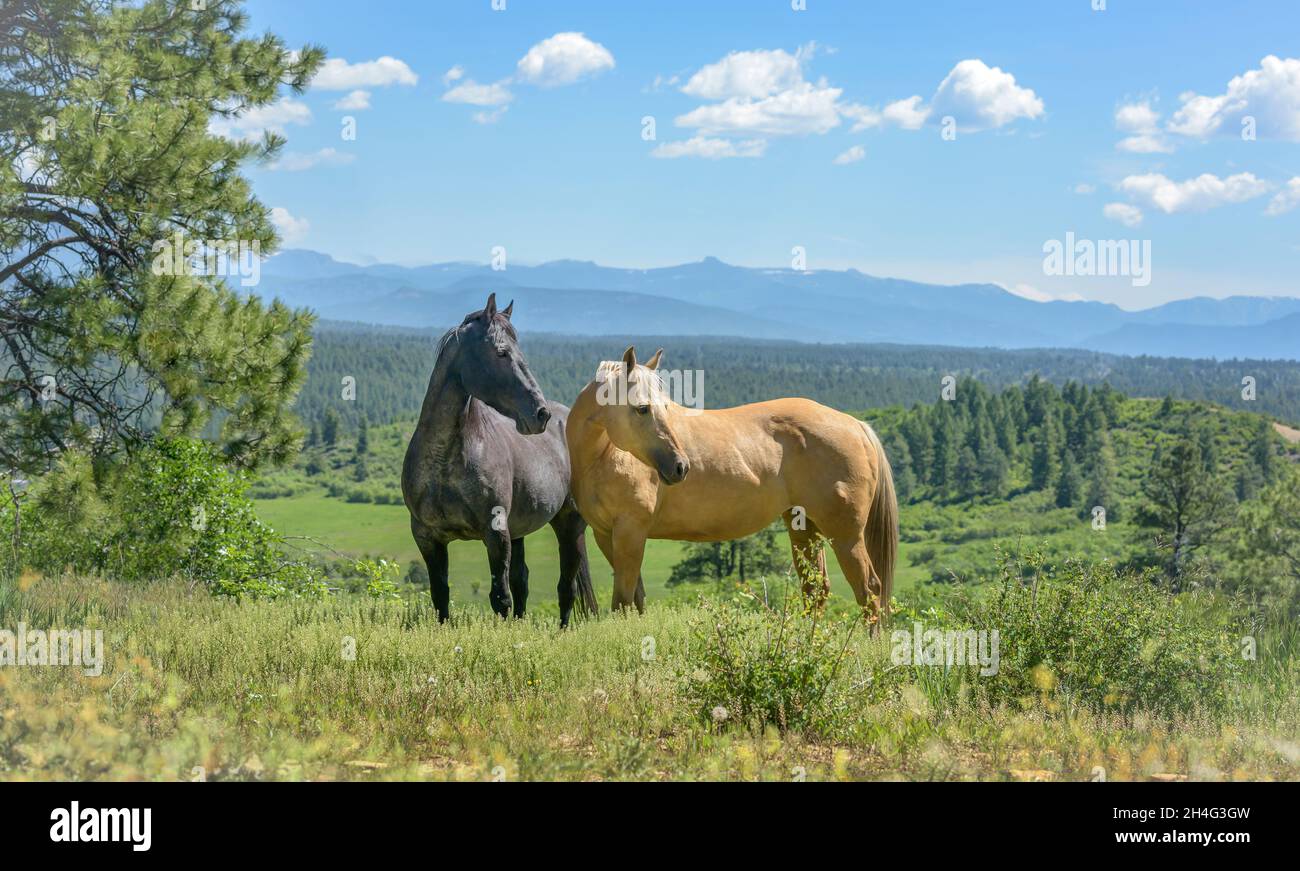 Quarter Horse mares stand alert on scenic alpine ridge in Colorado ...