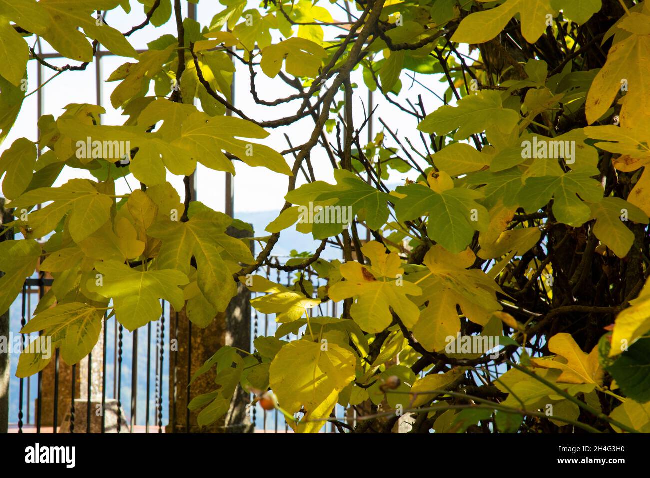 Fig tree leaves hi-res stock photography and images - Alamy