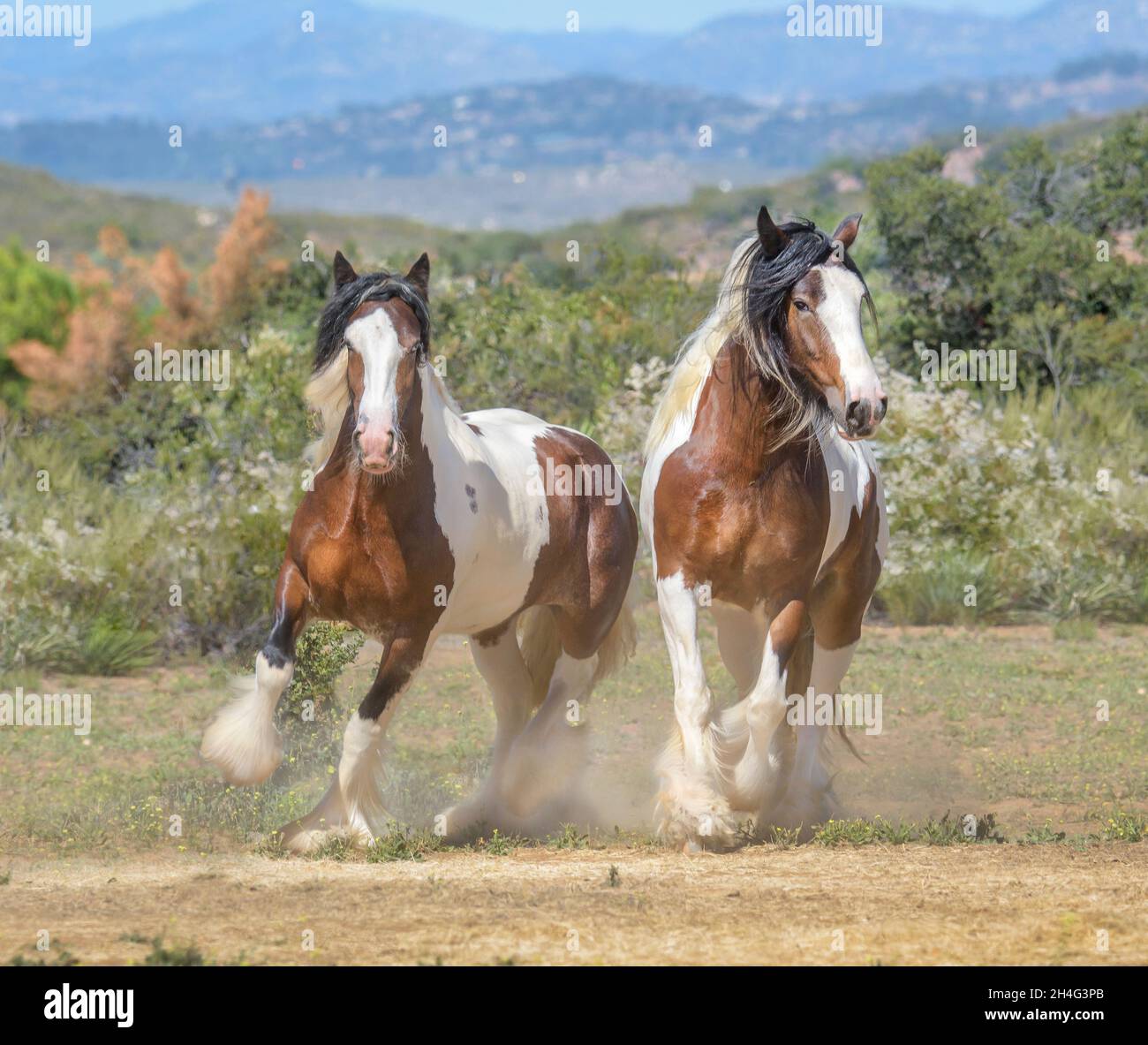 Pair of Gypsy vanner Horses run in alpine pasture Stock Photo - Alamy