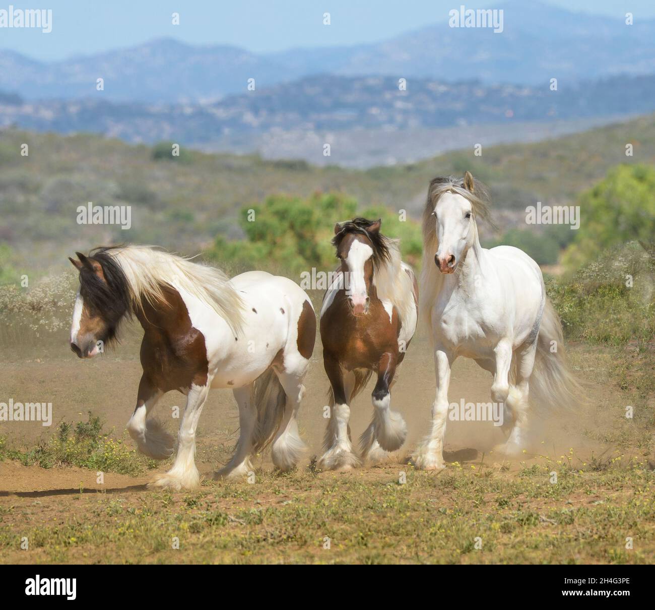 Three Gypsy vanner Horses run in alpine pasture Stock Photo - Alamy