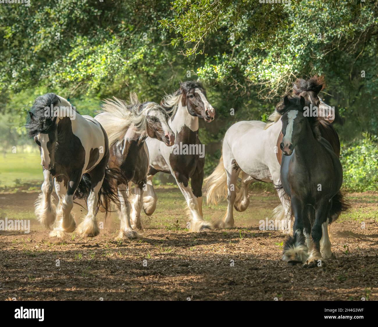 herd of Gypsy Vanner Horses running in treed pasture Stock Photo - Alamy