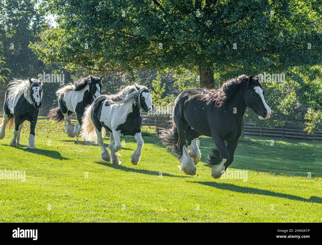 Four Gypsy vanner Horse mares run in green paddock Stock Photo - Alamy