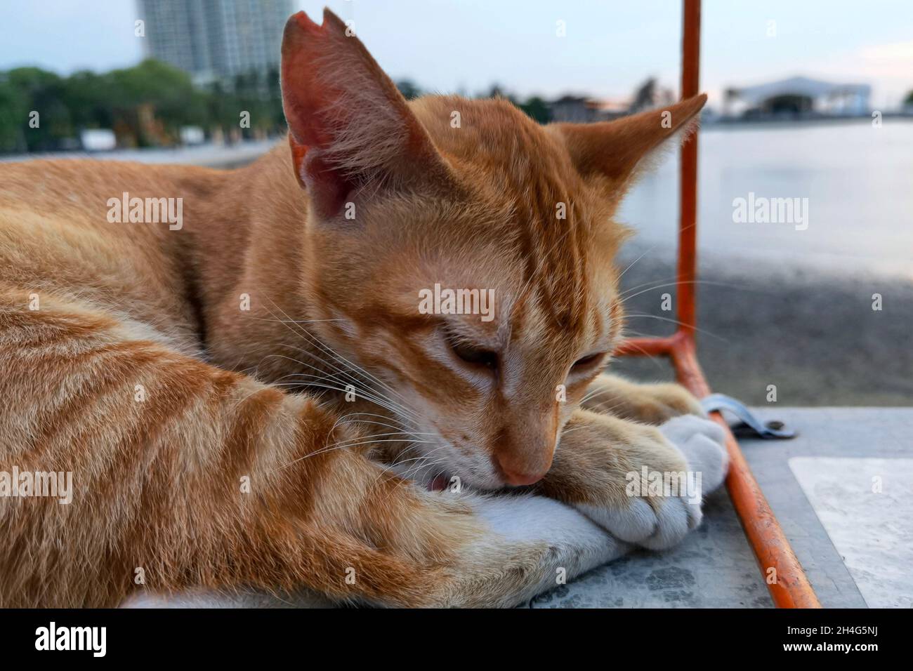 Cat at the Beach, Jakarta, Indonesia Stock Photo - Alamy