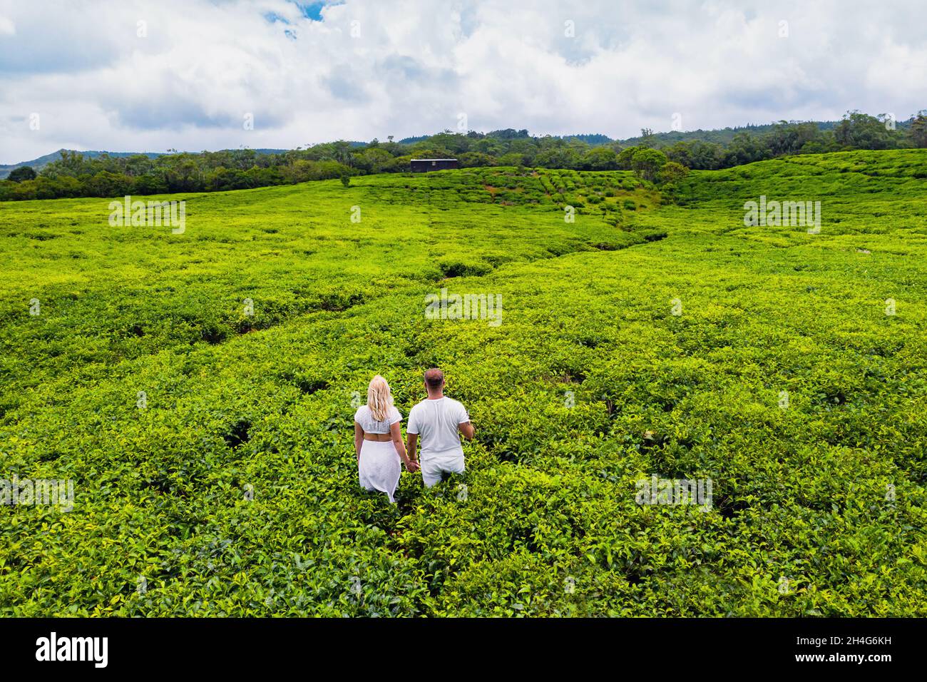 top view of tea plantations and a couple in love in white on the island ...