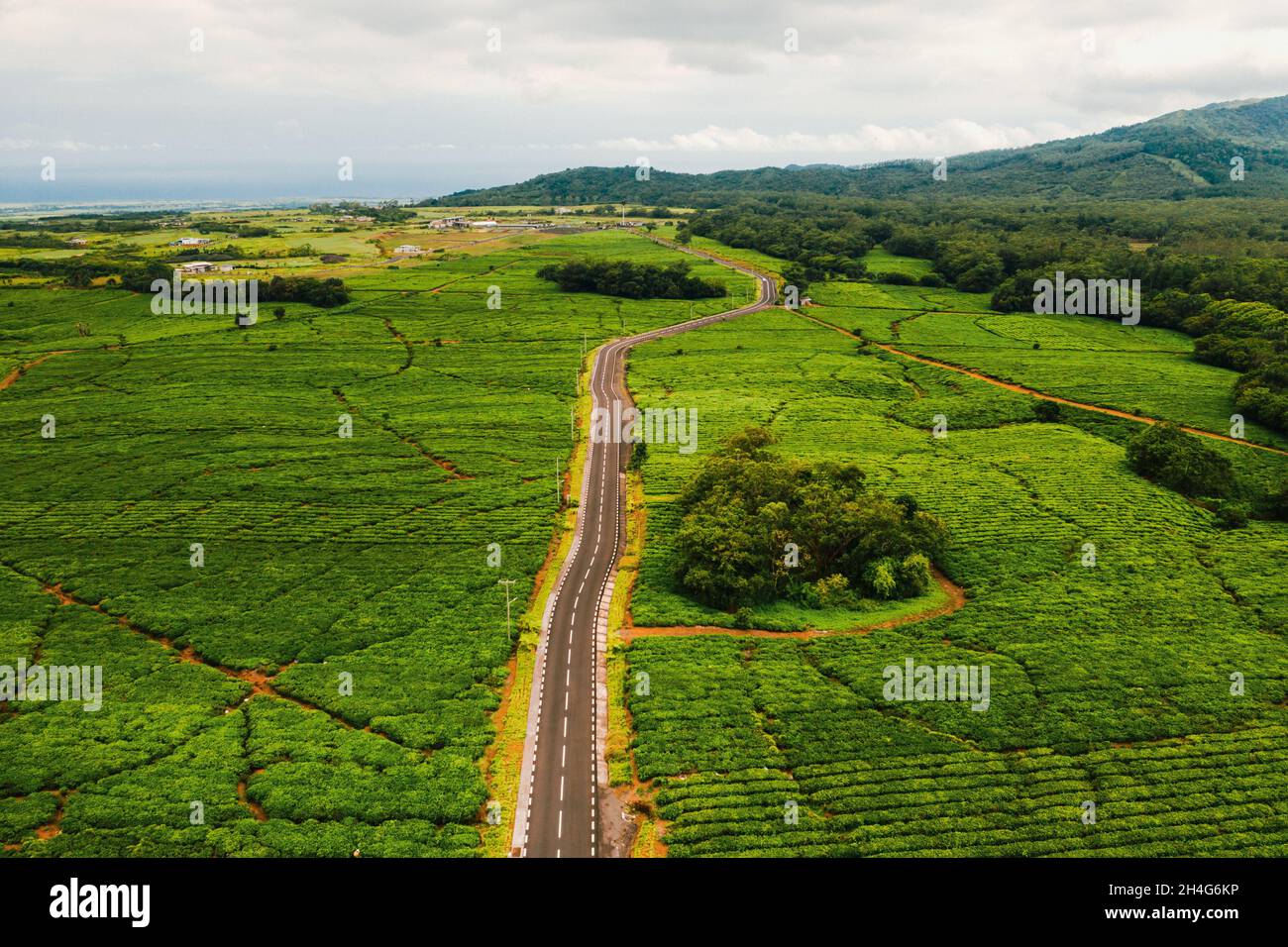 Aerial view from above of a road passing through tea plantations on the ...