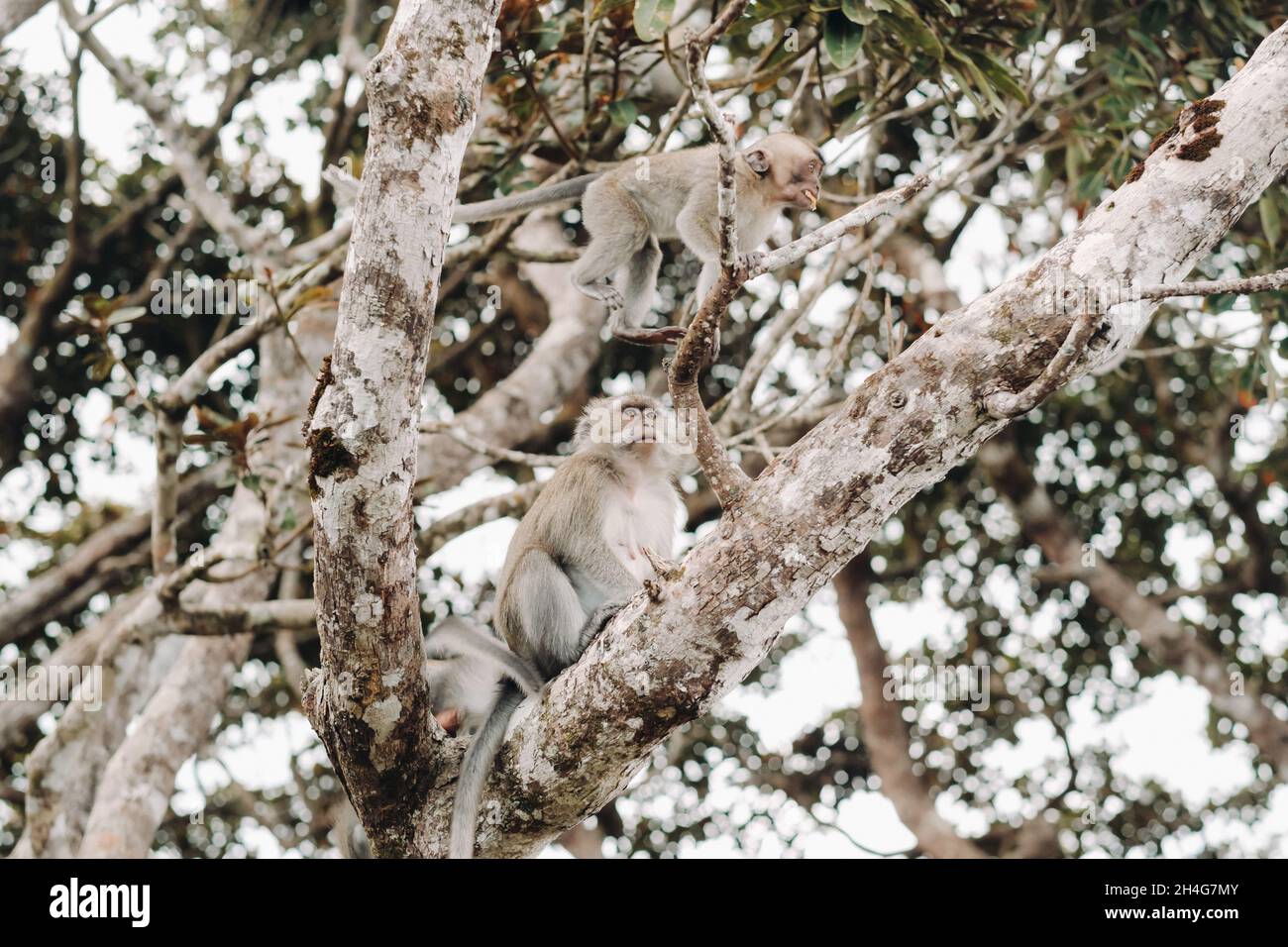 A wild live monkey sits on a tree on the island of Mauritius.Monkeys in ...